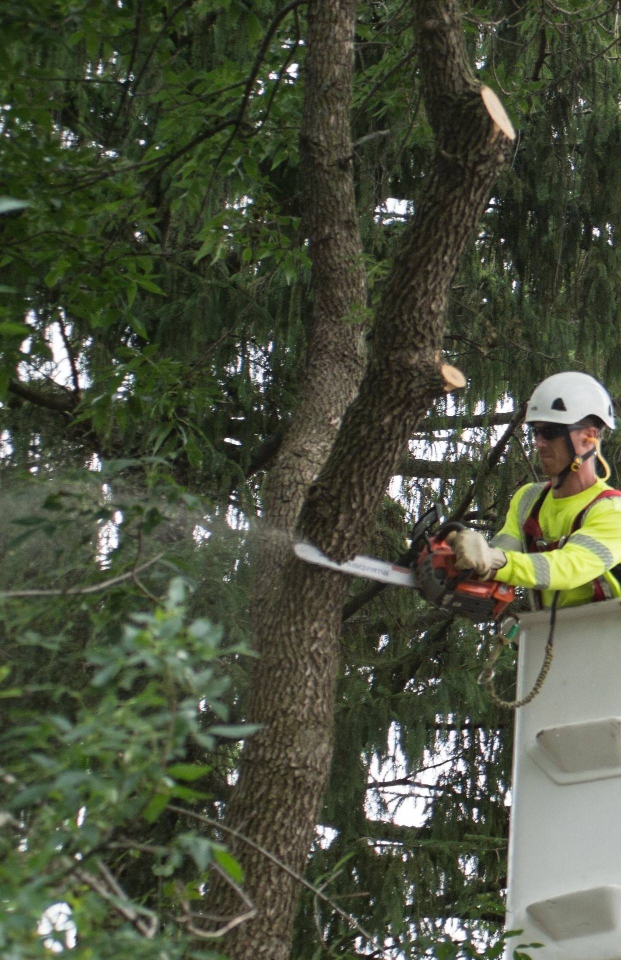 Tree Care & Lawn Care Rochester, MN | Maier Tree & Lawn